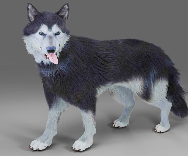 ArtStation - Fur Gray Wolf Rigged and Animated in Blender | Game Assets