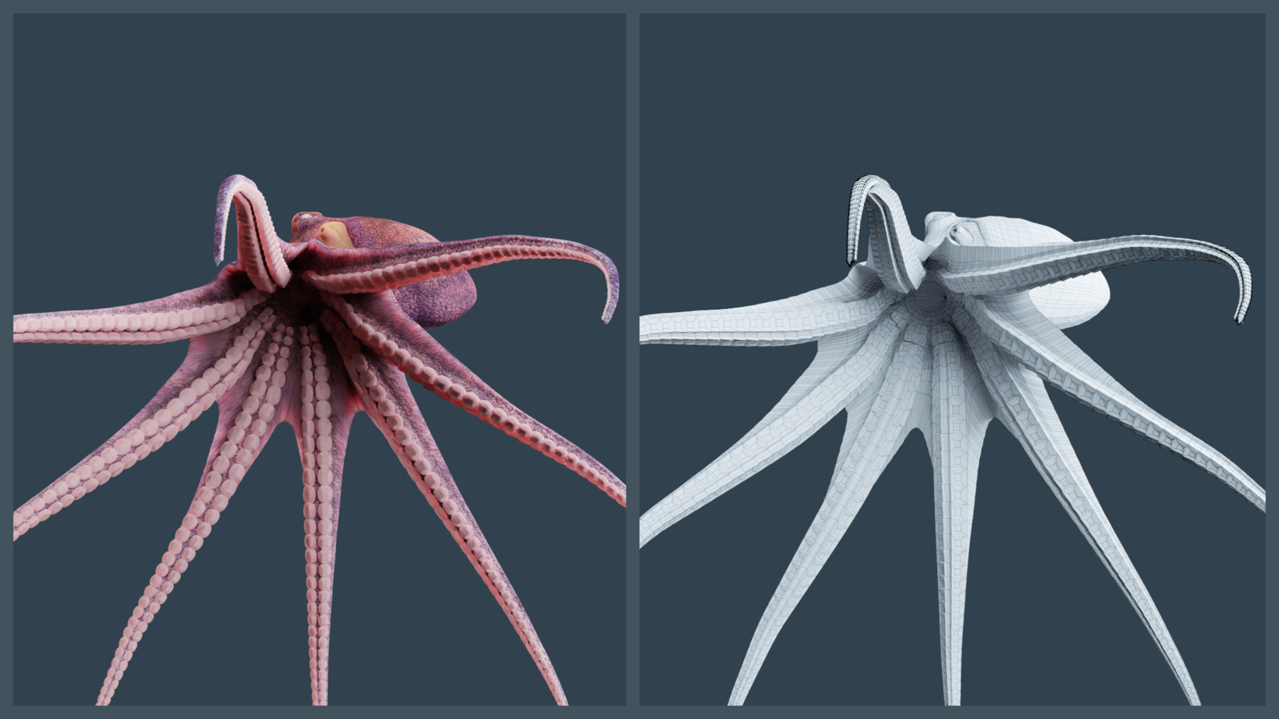 ArtStation - Animated Octopus- Common Octopus | Game Assets