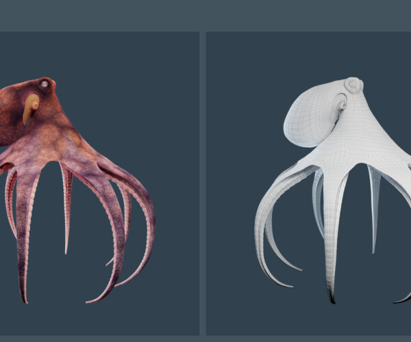 ArtStation - Animated Octopus- Common Octopus | Game Assets