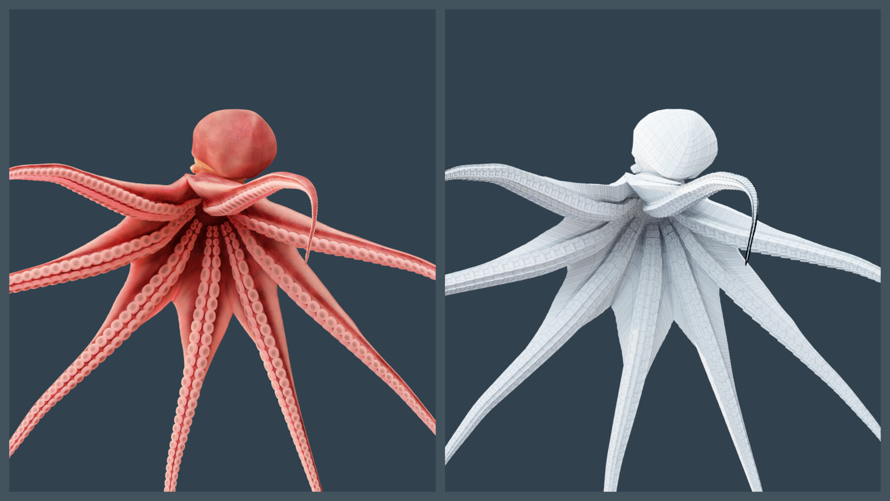 ArtStation - Animated Octopus- Giant Pacific | Game Assets