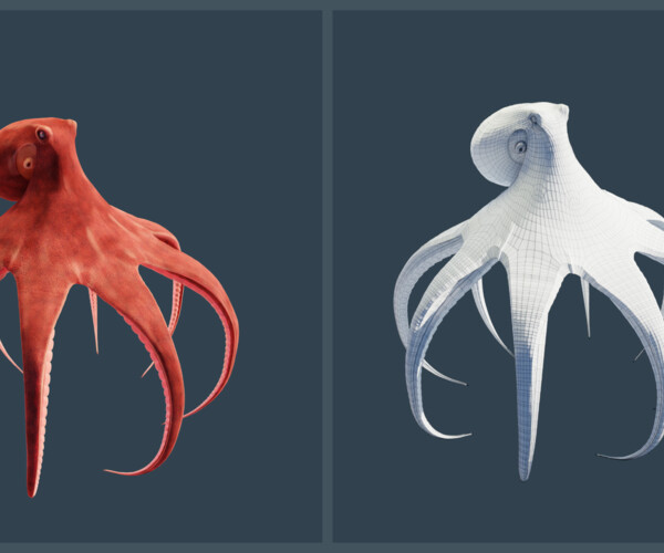 ArtStation - Animated Octopus- Giant Pacific | Game Assets
