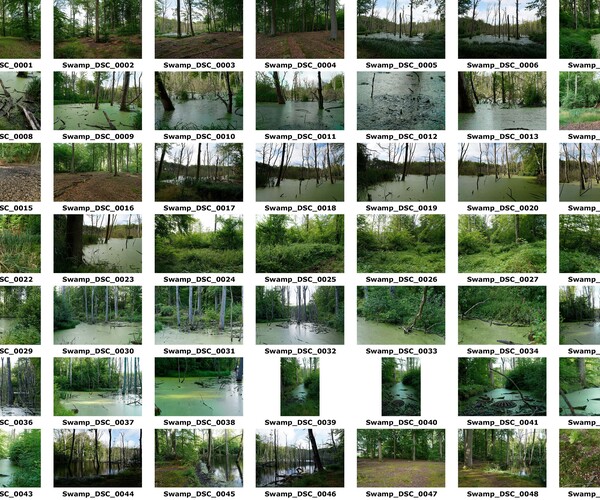 ArtStation - SWAMP / Photo Reference / 145 images | Resources