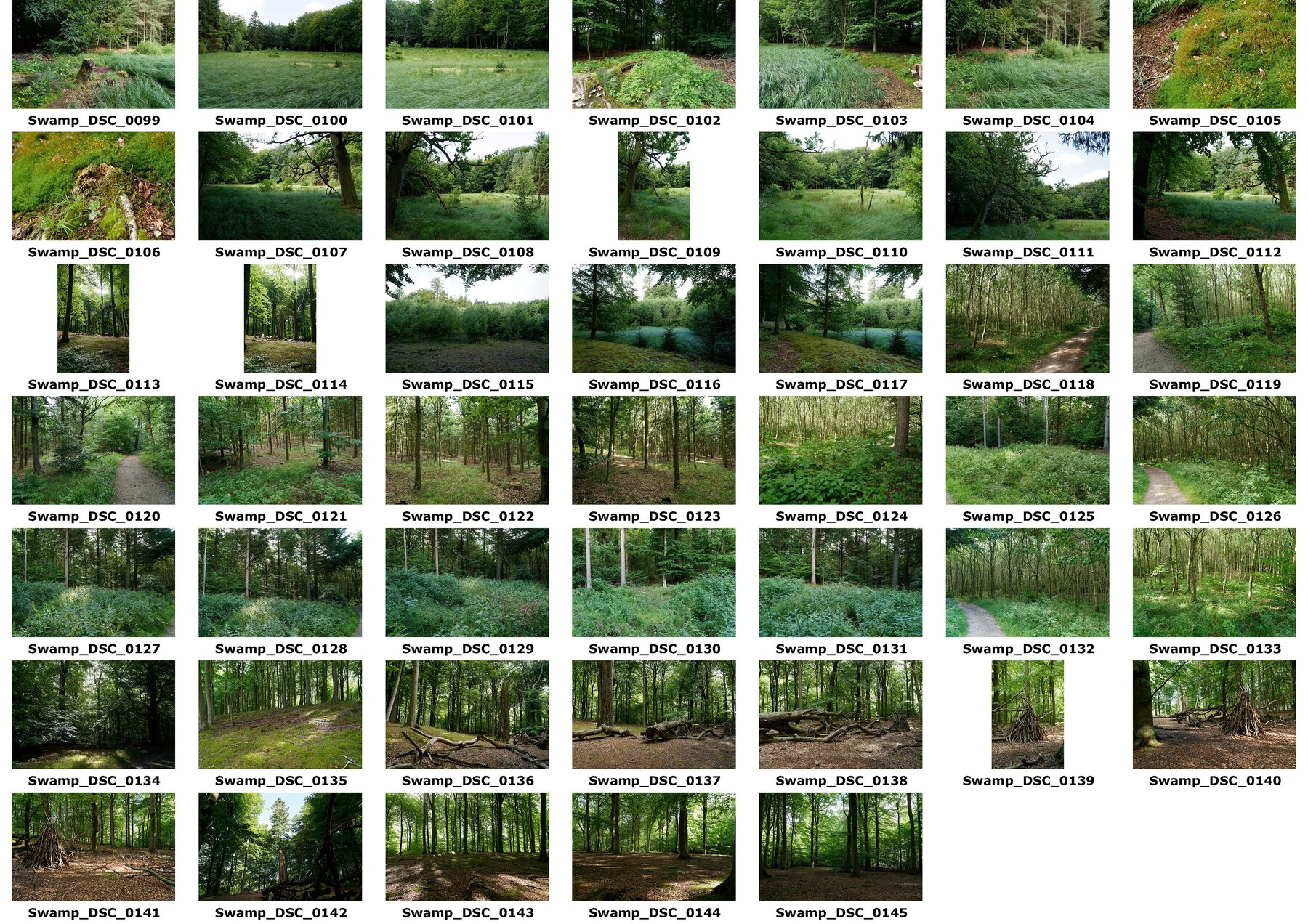 ArtStation - SWAMP / Photo Reference / 145 images | Resources