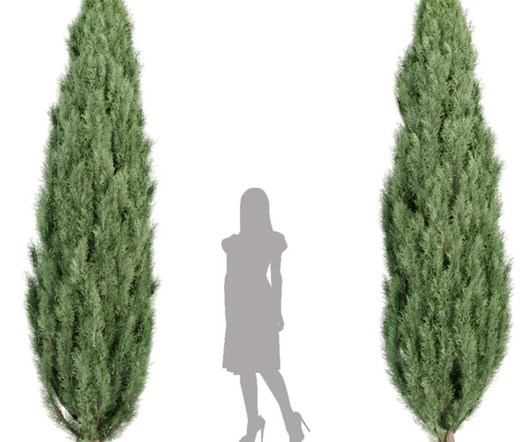 ArtStation - juniper trees collection vol 20 | Resources