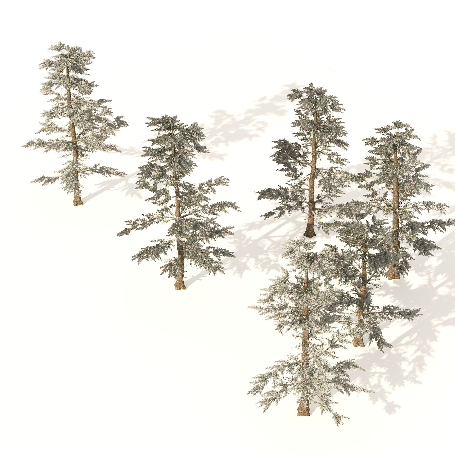 ArtStation - Winter Abies concolor trees | Resources