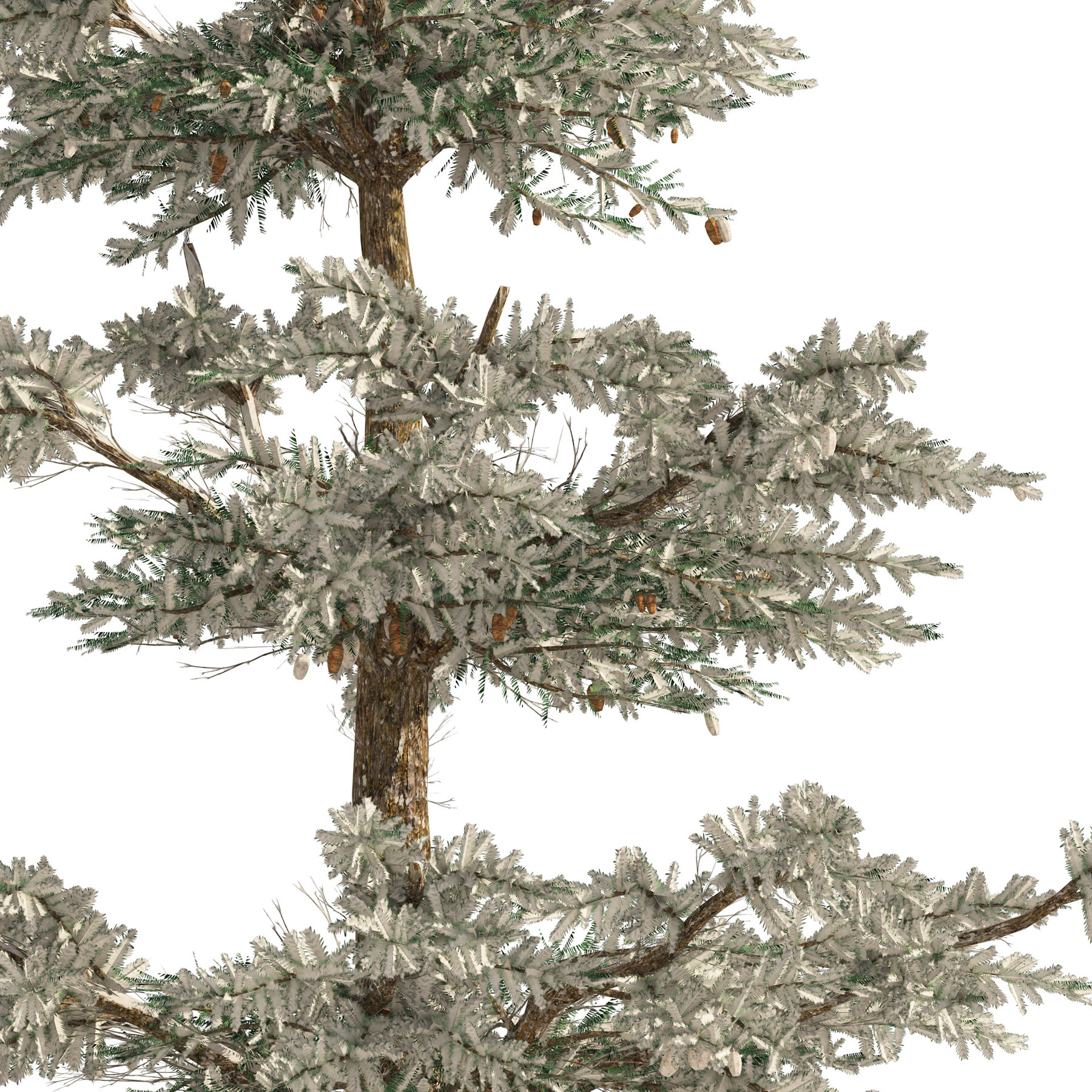 ArtStation - Winter Abies concolor trees | Resources