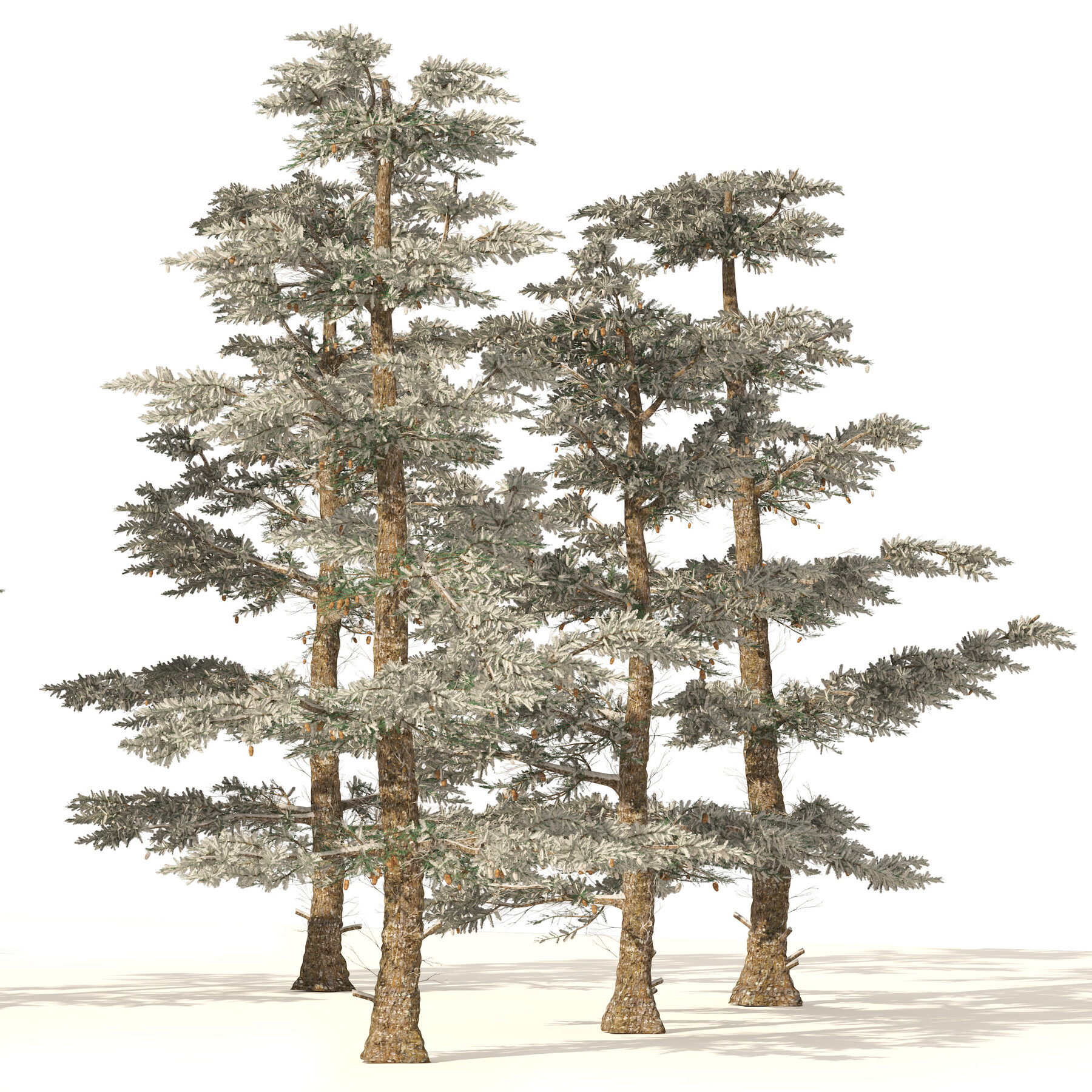 ArtStation - Winter Abies concolor trees | Resources