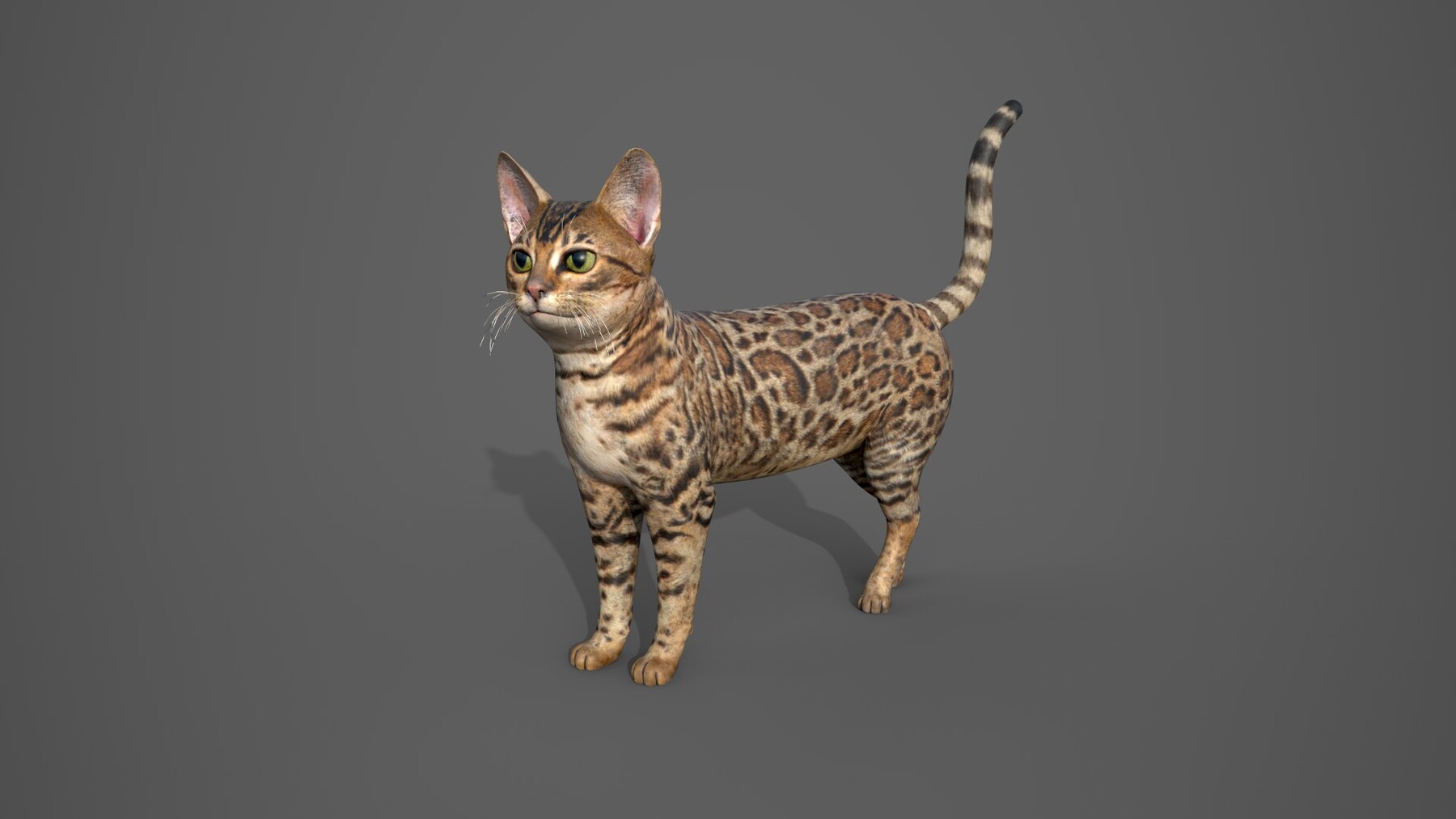 ArtStation - Cat Tabby 3D model | Game Assets