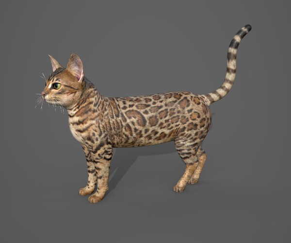 ArtStation - Cat Tabby 3D model | Game Assets