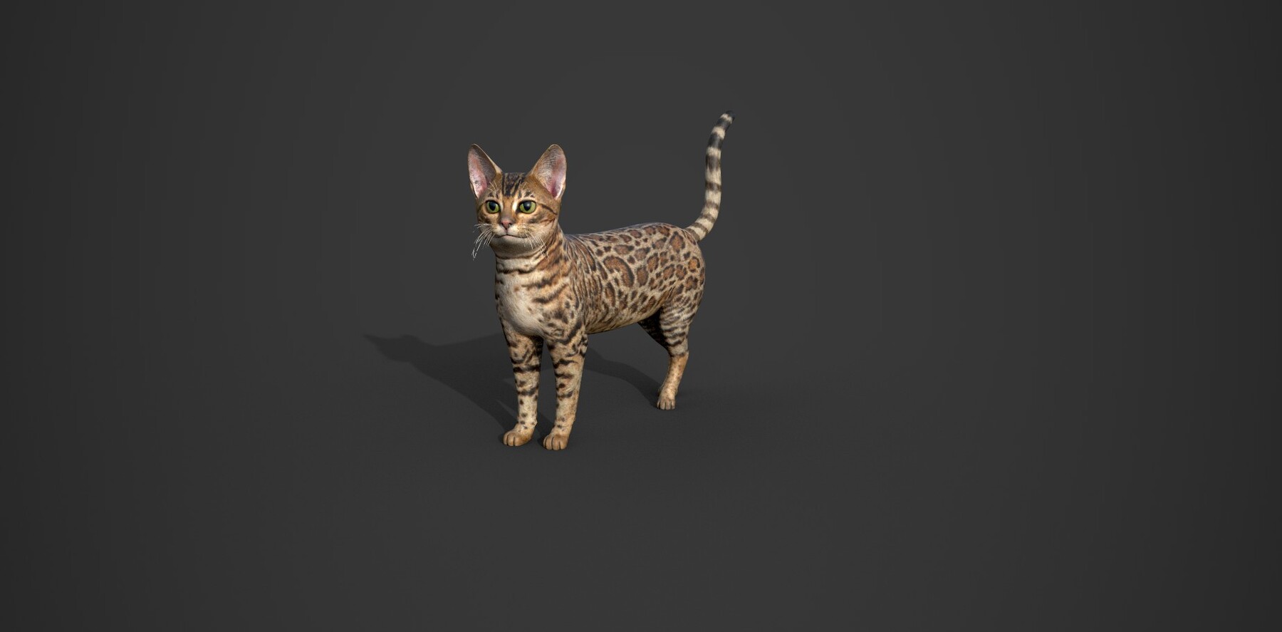 ArtStation - Cat Tabby 3D model | Game Assets