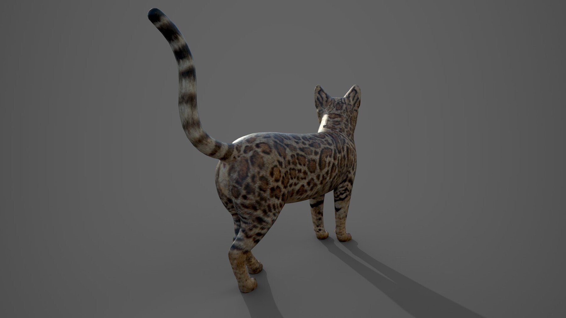 ArtStation - Cat Tabby 3D model | Game Assets