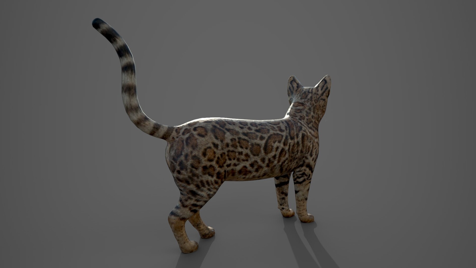 ArtStation - Cat Tabby 3D model | Game Assets