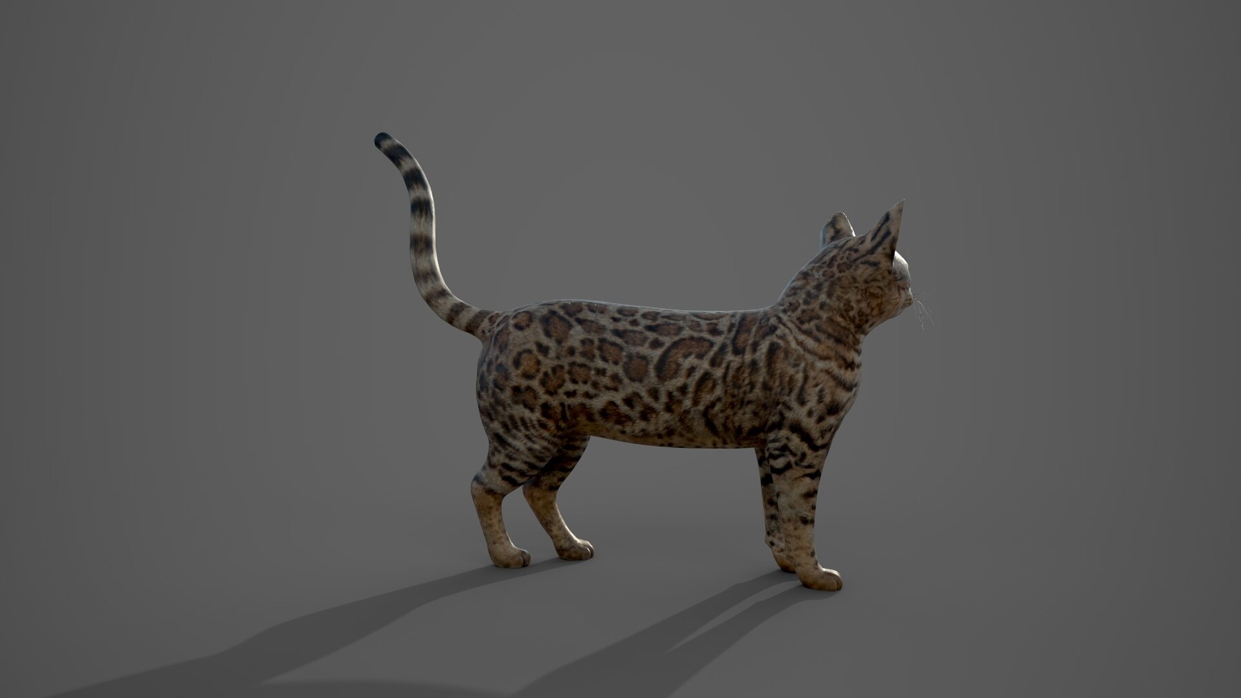 ArtStation - Cat Tabby 3D model | Game Assets