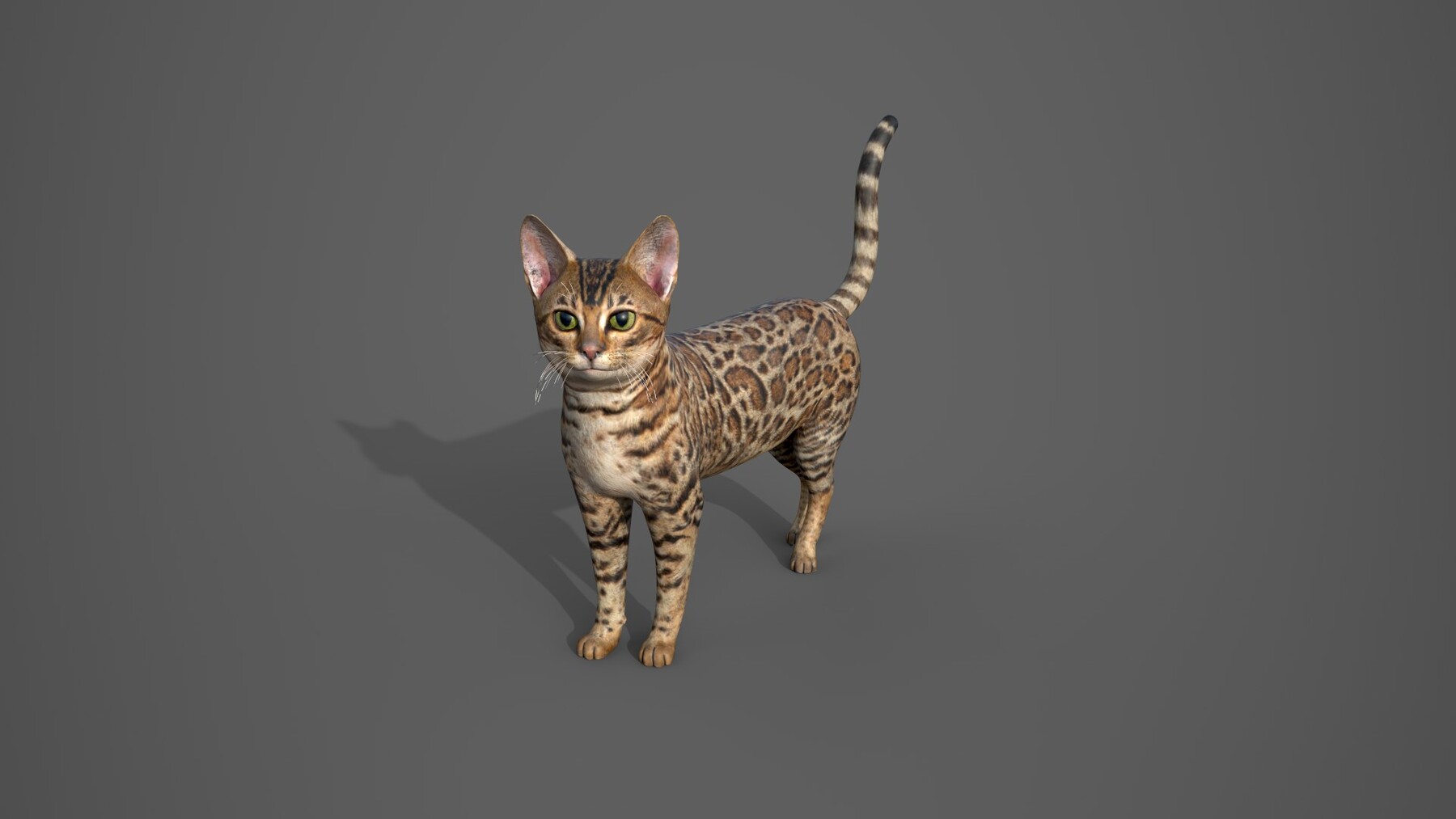ArtStation - Cat Tabby 3D model | Game Assets