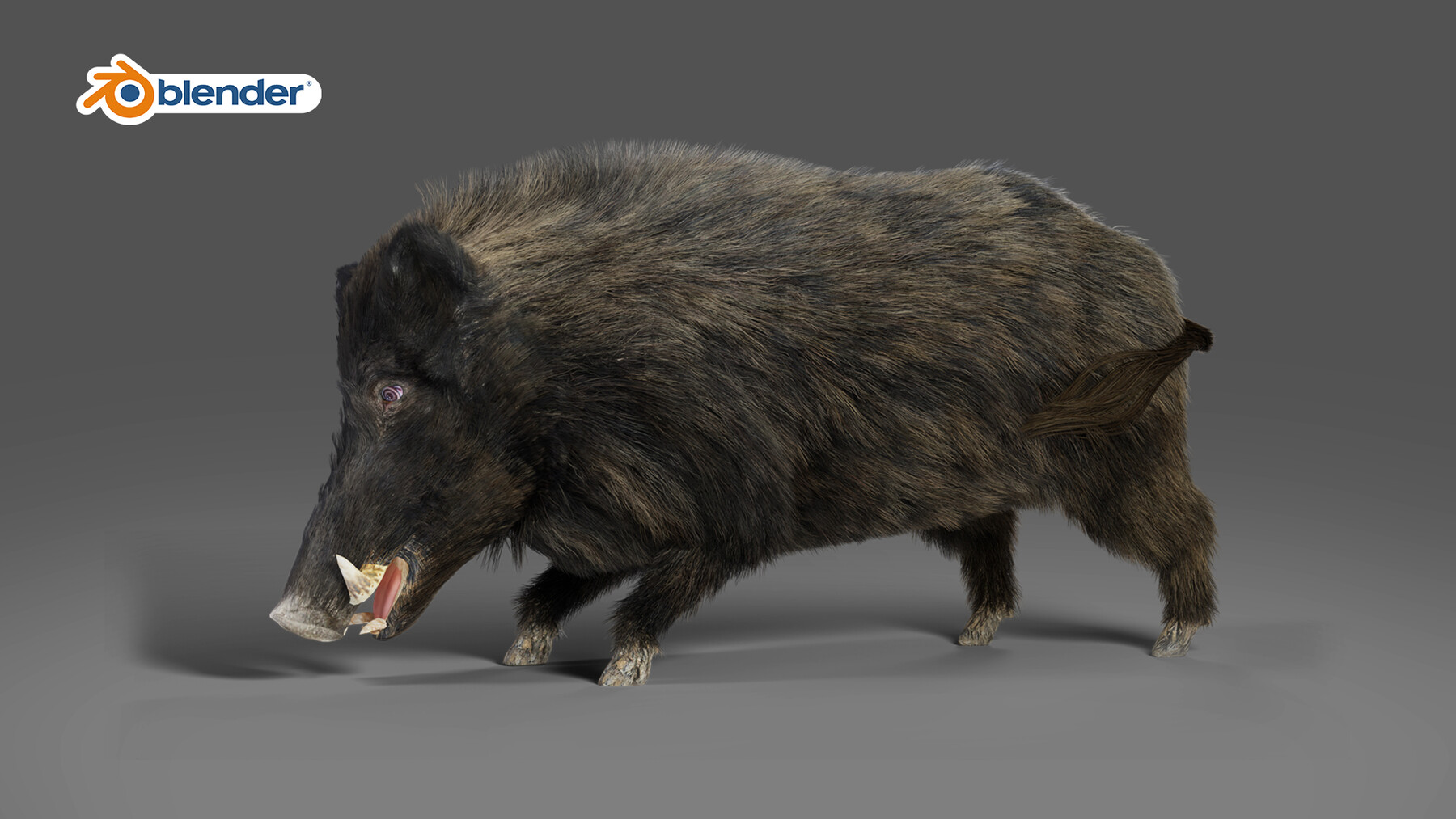 ArtStation - Fur Wild Boar Rigged and Animation in Blender | Game Assets