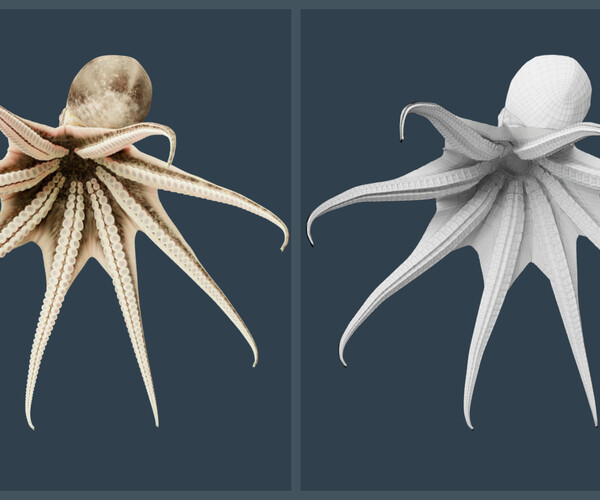 ArtStation - Animated Octopus- Southern Keeled | Game Assets