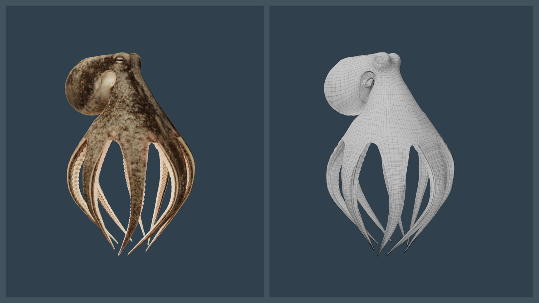 ArtStation - Animated Octopus- Southern Keeled | Game Assets