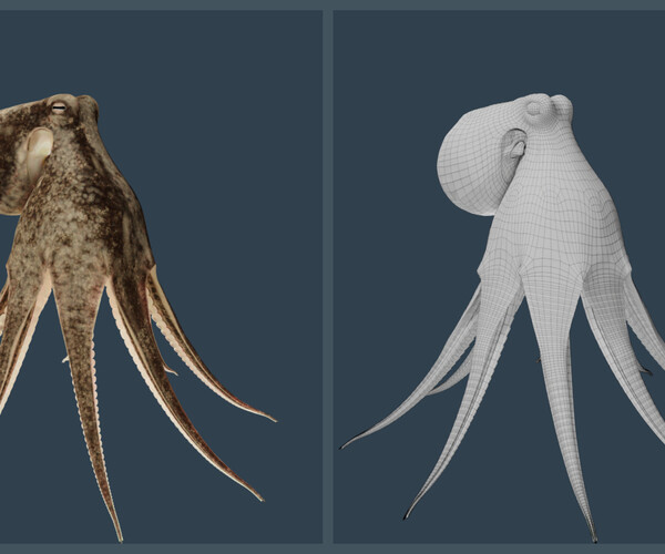 ArtStation - Animated Octopus- Southern Keeled | Game Assets