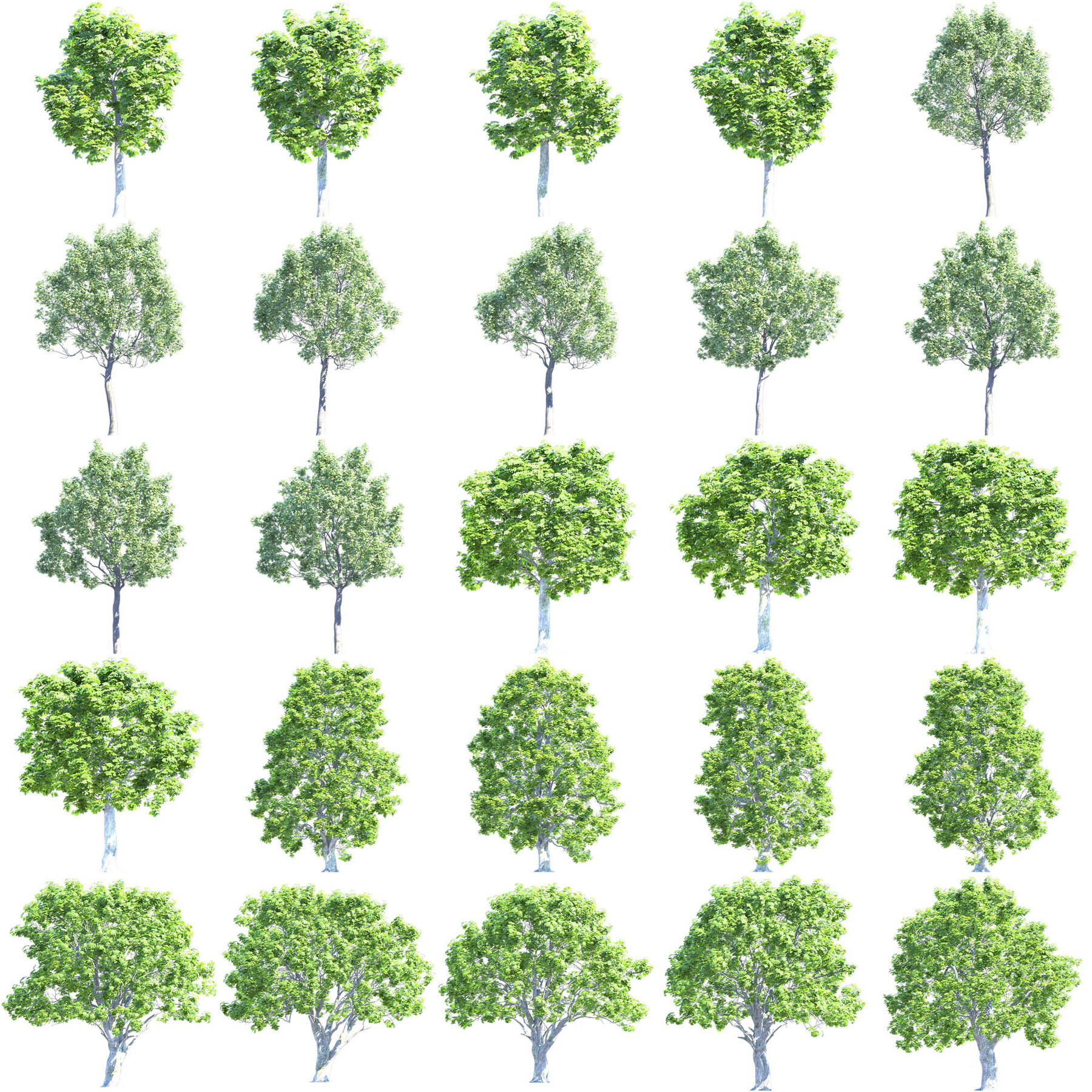 ArtStation - Tree cutout png 4k & psd (Alder, Maple, Weeping willow ...