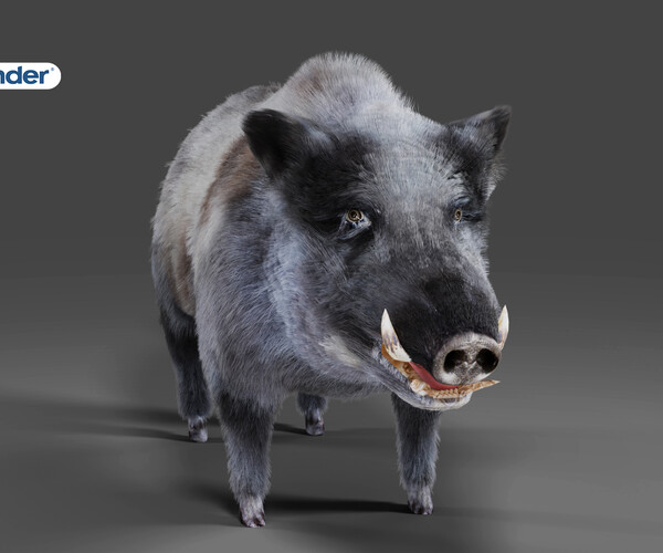 ArtStation - Fur Wild Boar V04 Rigged and Animation | Game Assets