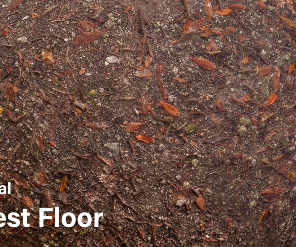 ArtStation - Forest Floor- 4k PBR Textures | Game Assets