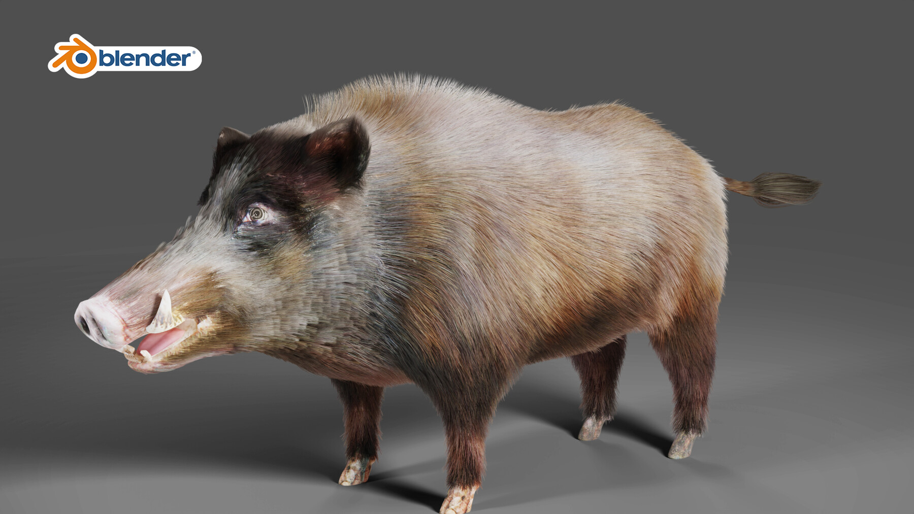 ArtStation - Fur Wild Boar V06 Rigged and Animation | Game Assets