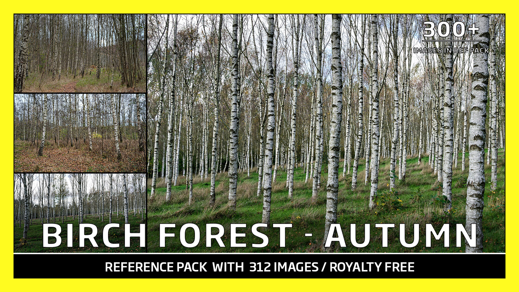 ArtStation - BIRCH COLLECTION - AUTUMN / Photo Reference / 312 images ...
