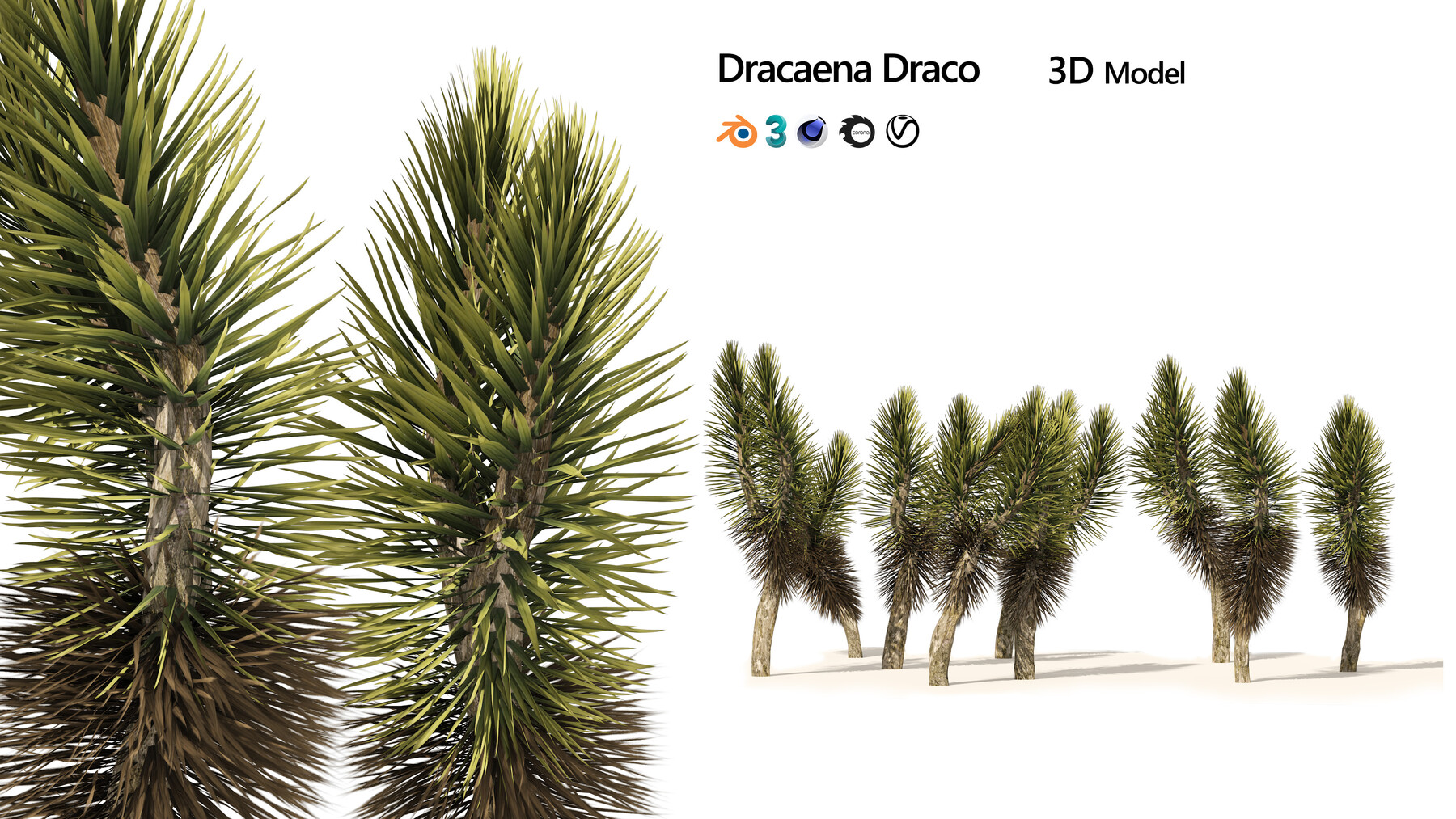 ArtStation - Dracaena Draco trees | Game Assets