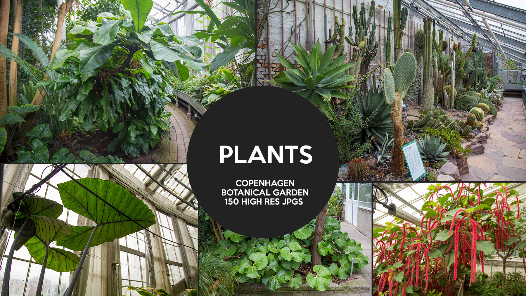 ArtStation - PLANTS - BOTANICAL GARDEN | Resources