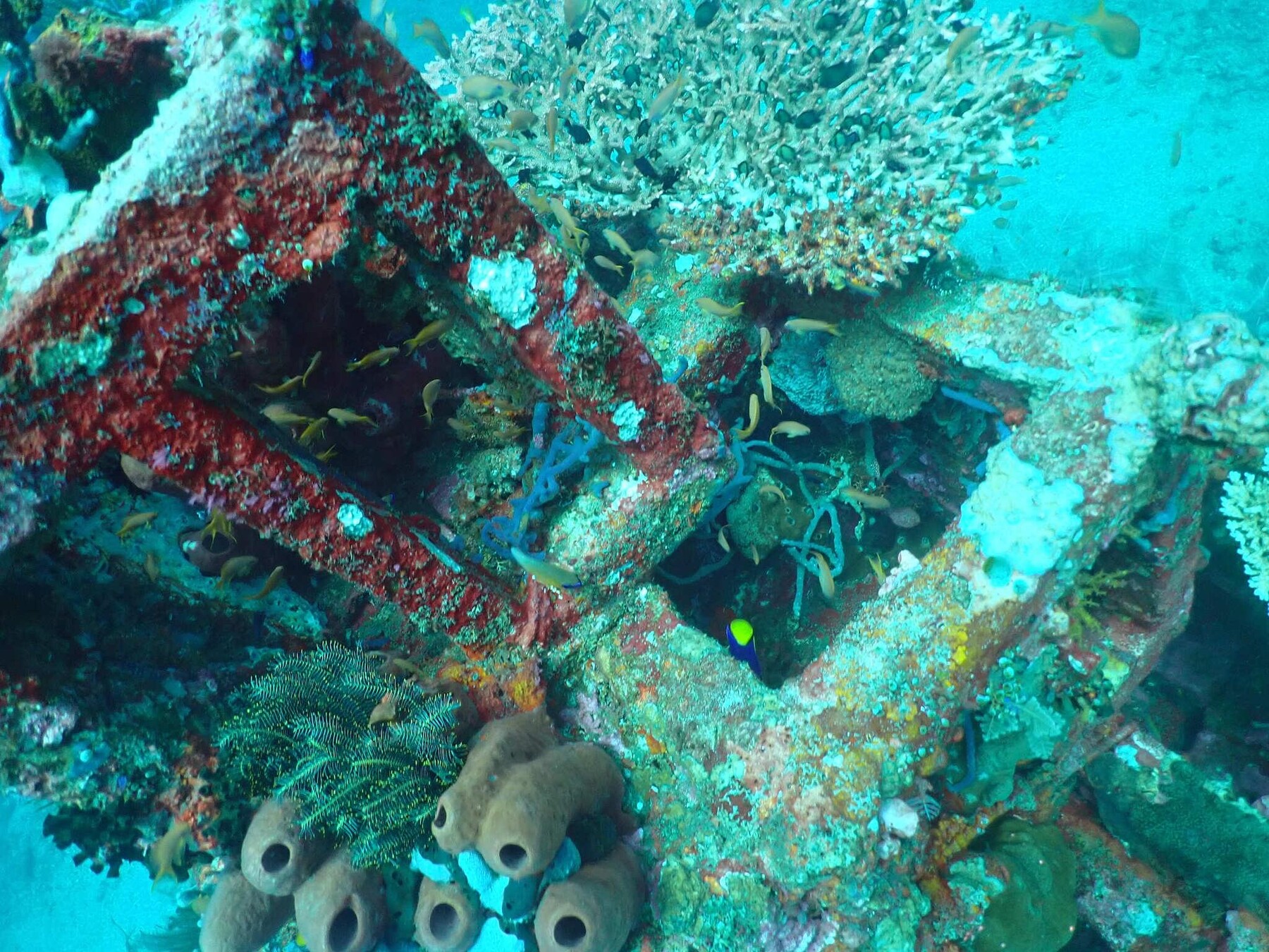 ArtStation - 166 photos of Coral Pyramid Structures | Resources