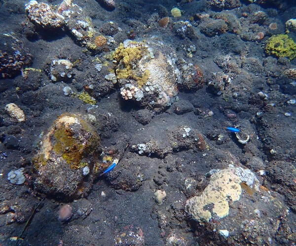 ArtStation - 101 photos of Black Coral Spotted Pebble Rocks | Resources