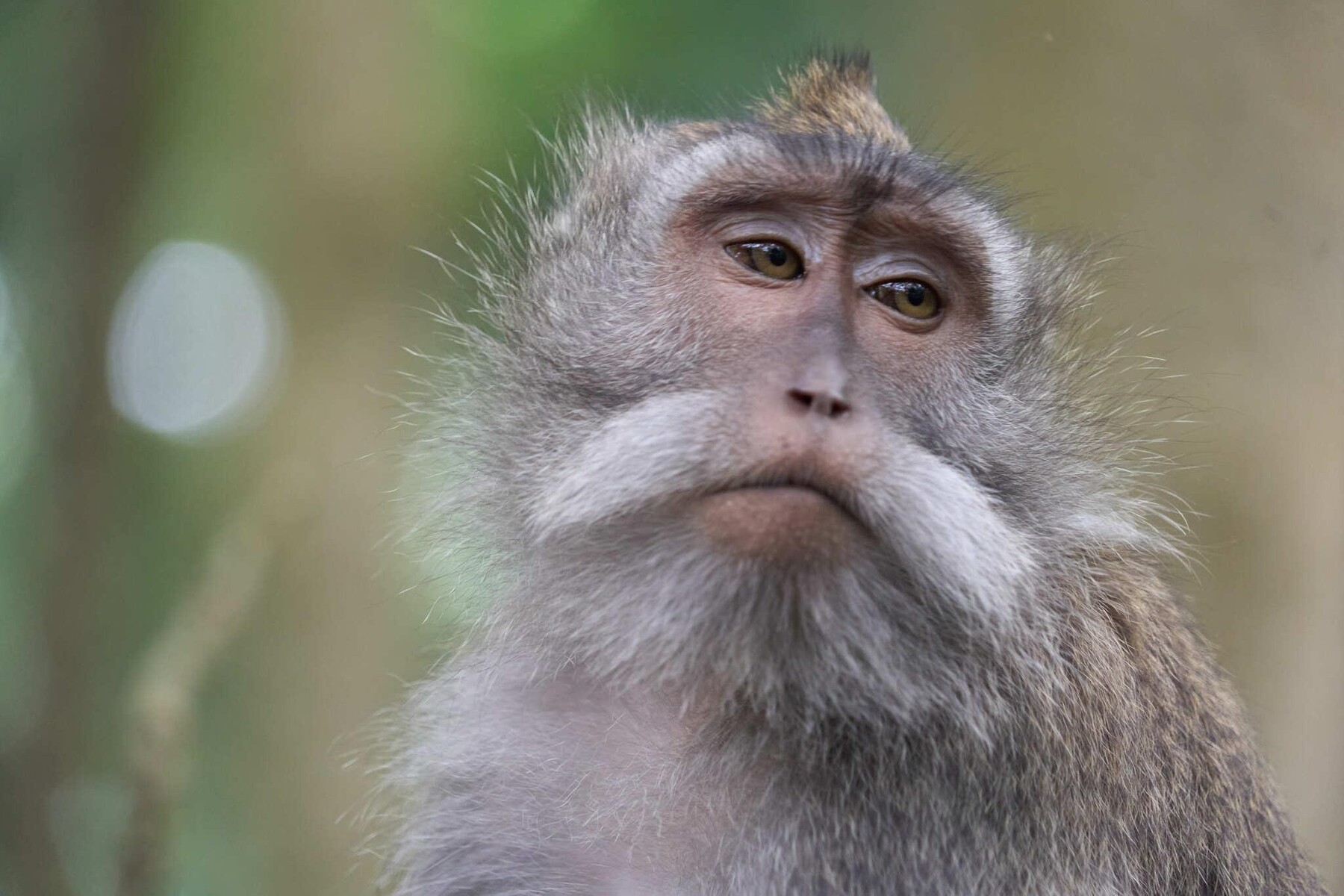 ArtStation - 158 photos of Long-Tailed Monkeys | Resources