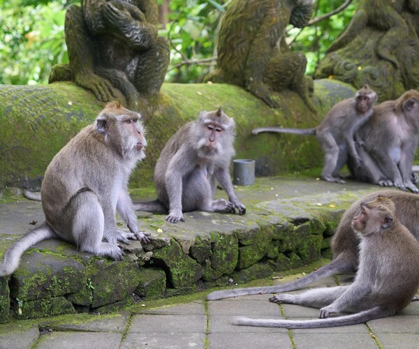 ArtStation - 158 photos of Long-Tailed Monkeys | Resources