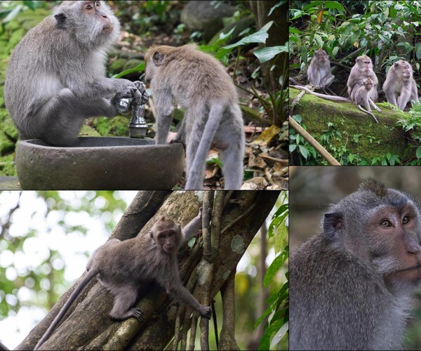 ArtStation - 158 photos of Long-Tailed Monkeys | Resources