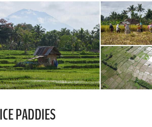 ArtStation - 216 photos of Bali Rice Paddies | Resources