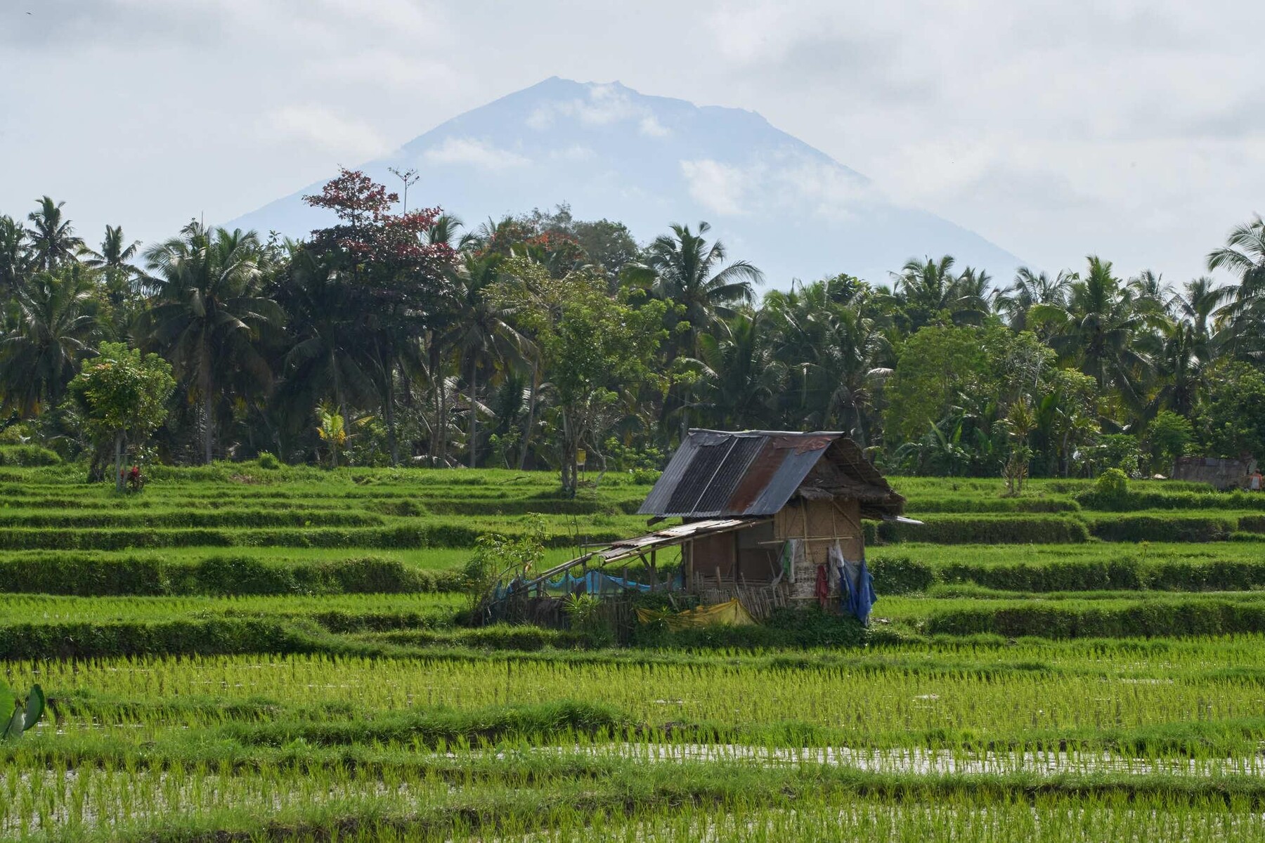 ArtStation - 216 photos of Bali Rice Paddies | Resources