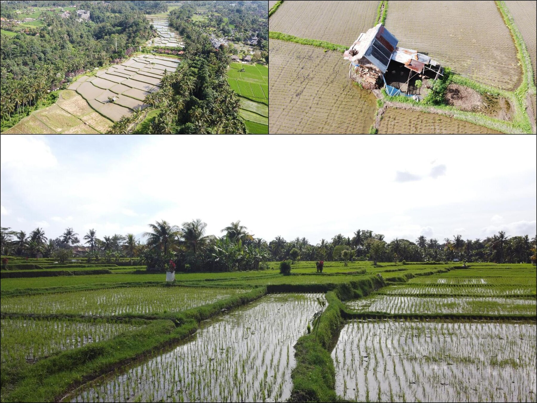 ArtStation - 216 photos of Bali Rice Paddies | Resources