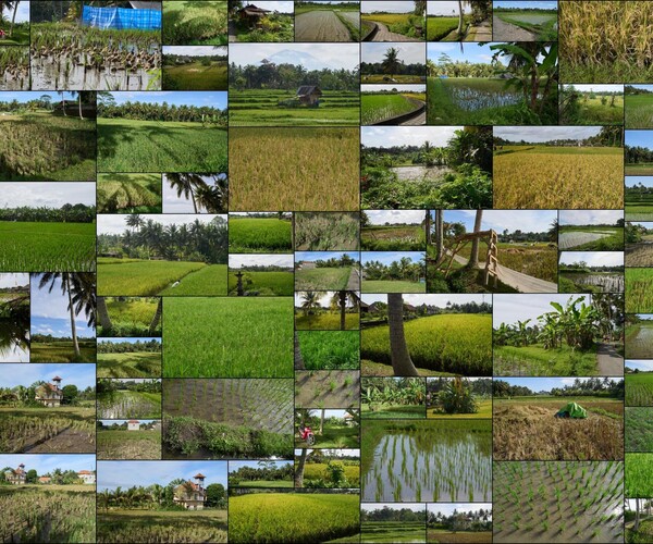 ArtStation - 216 photos of Bali Rice Paddies | Resources