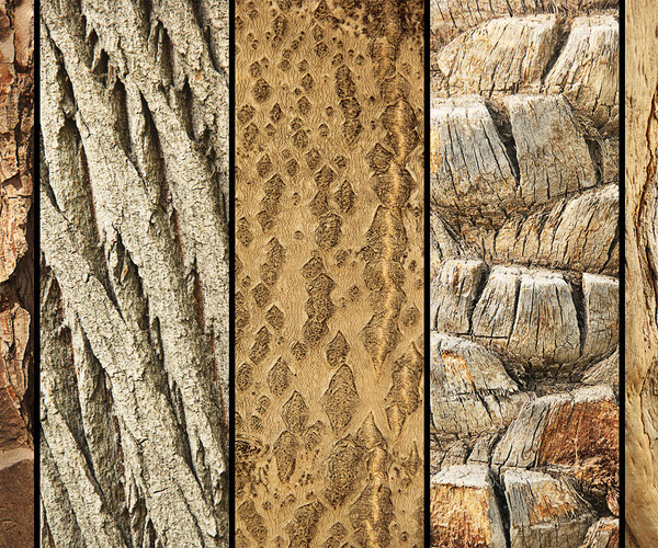 ArtStation - 550+ TREE SKIN Reference Pictures | Resources