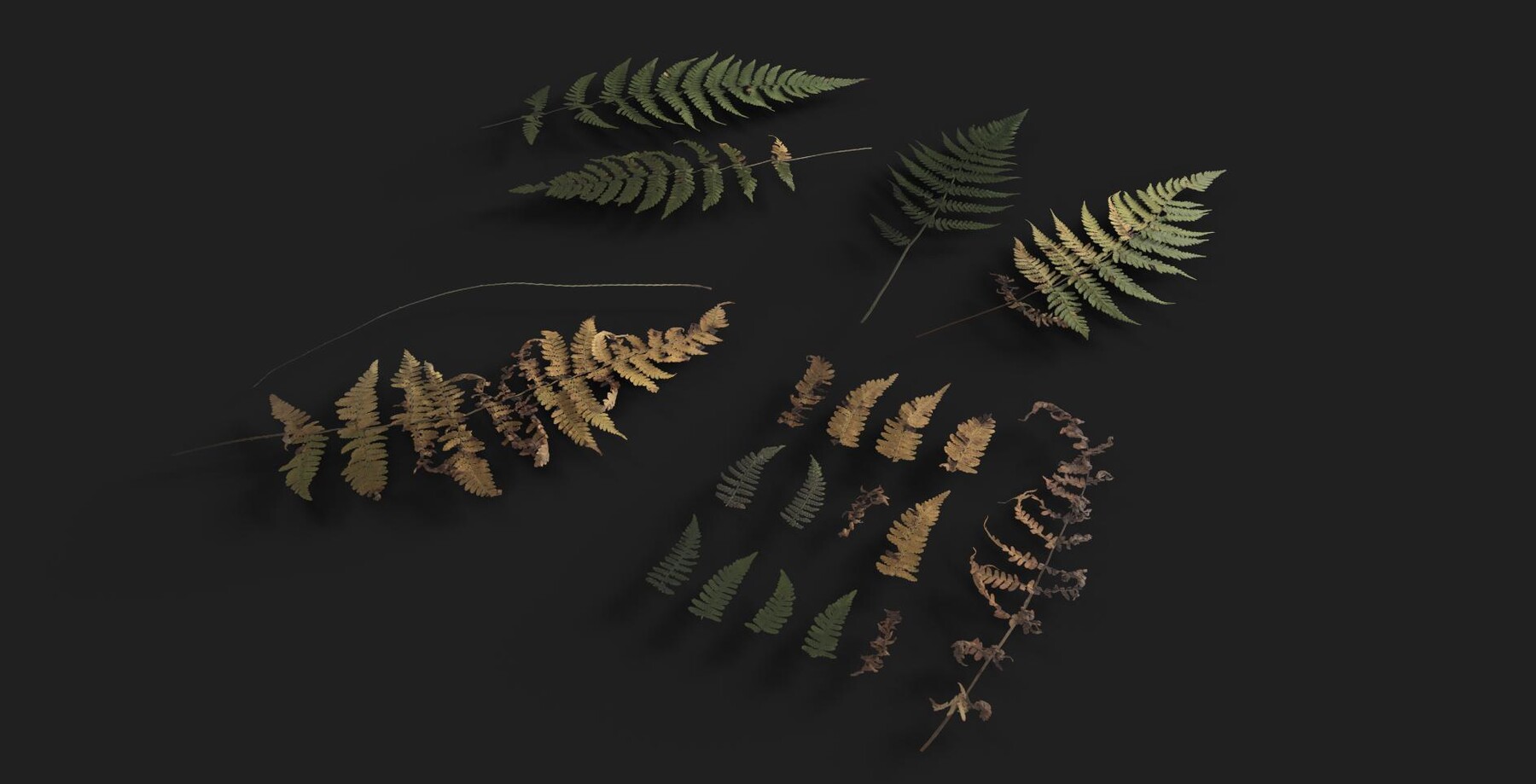 ArtStation - Wild Fern Leaves | Resources