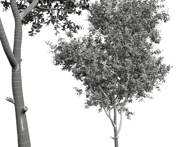 ArtStation - New Plant Citrus Dancy Mandarin Tangerine Citrus Meyer ...