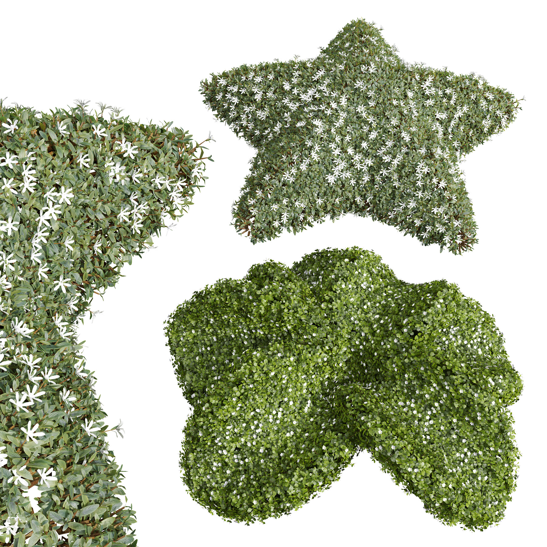 ArtStation - Cuphea Hookeriana Carthagenensis Bacopa Diffusa Sutera ...