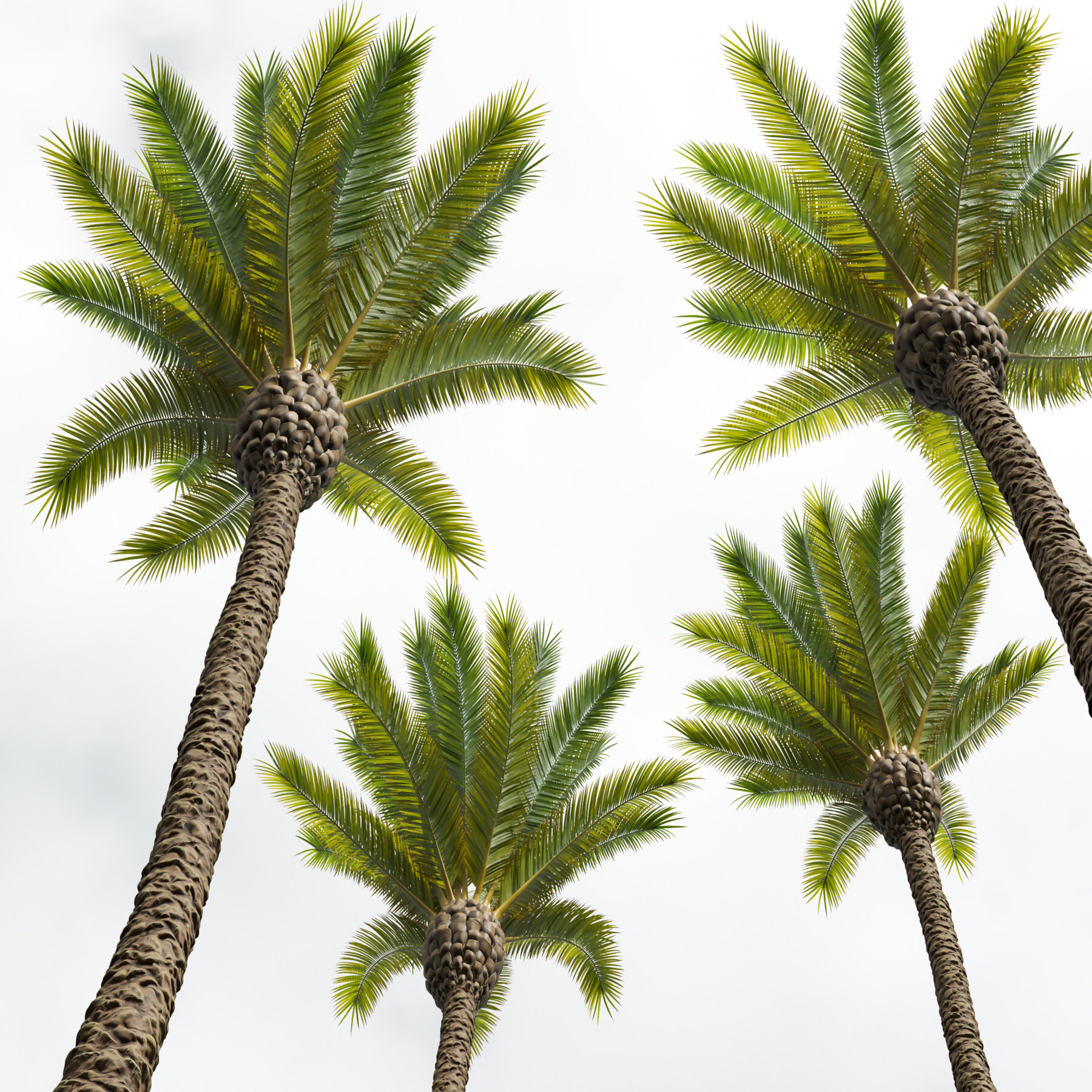 ArtStation - New Plant Phoenix Canariensis Decorative Garden001 | Resources