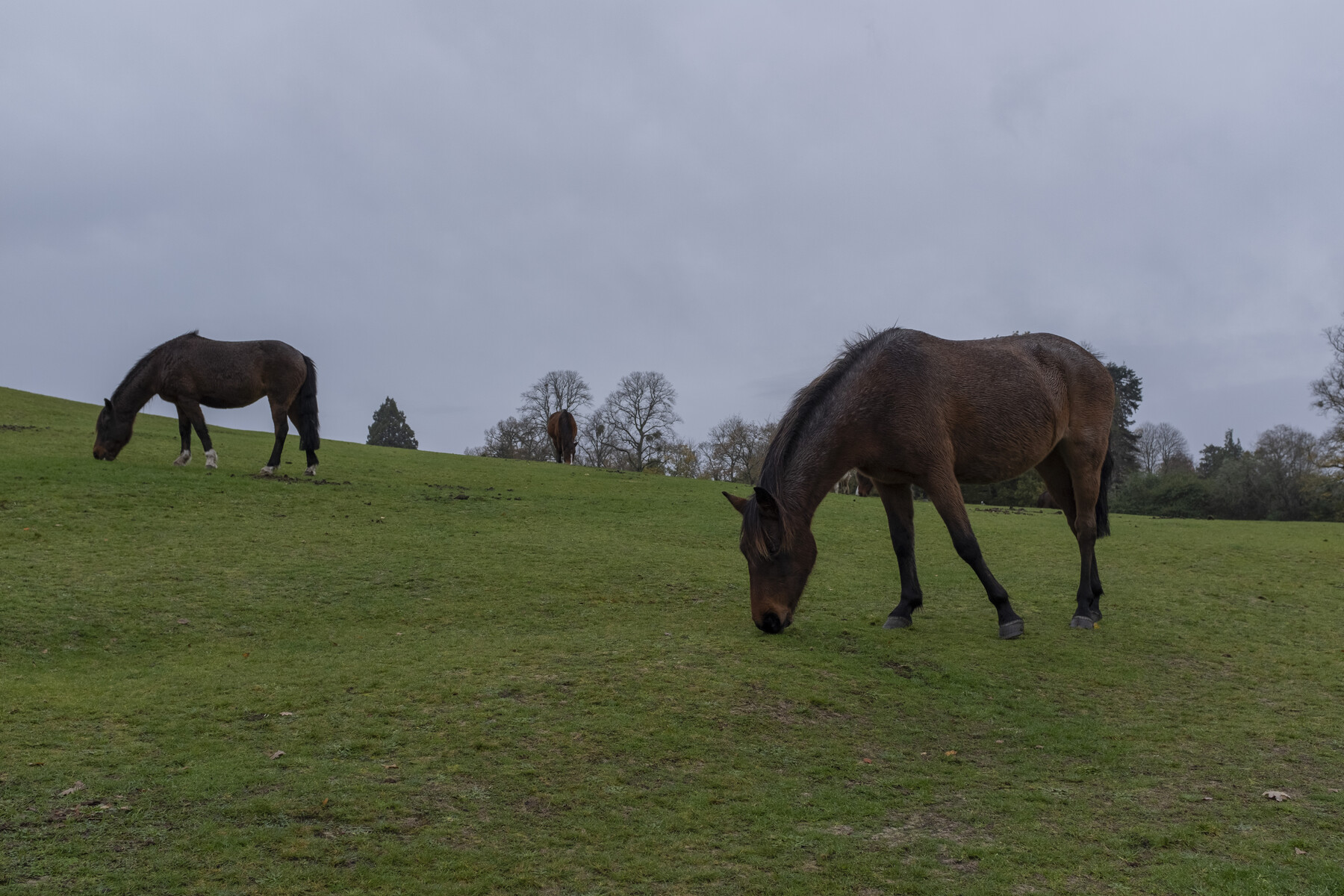 ArtStation - Nature References | Resources