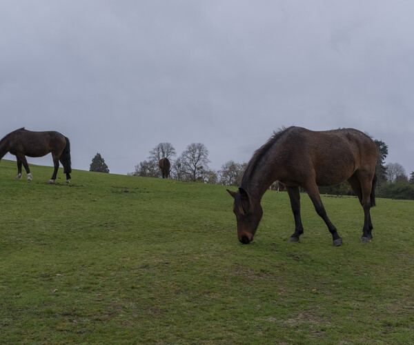 ArtStation - Nature References | Resources