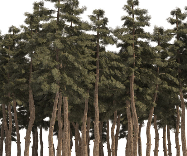 ArtStation - Evergreen conifer Douglas Forest tree | Resources