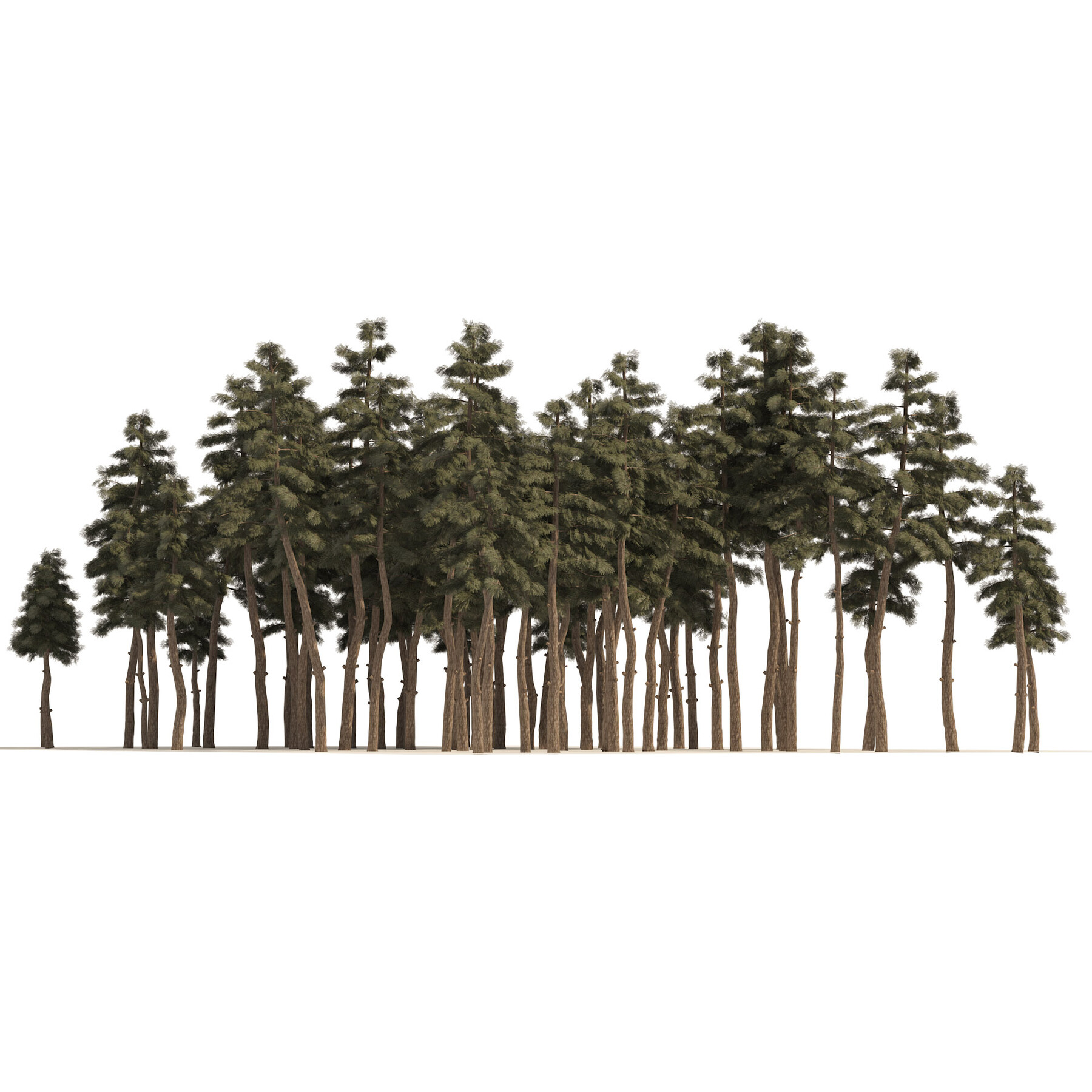 ArtStation - Evergreen conifer Douglas Forest tree | Resources