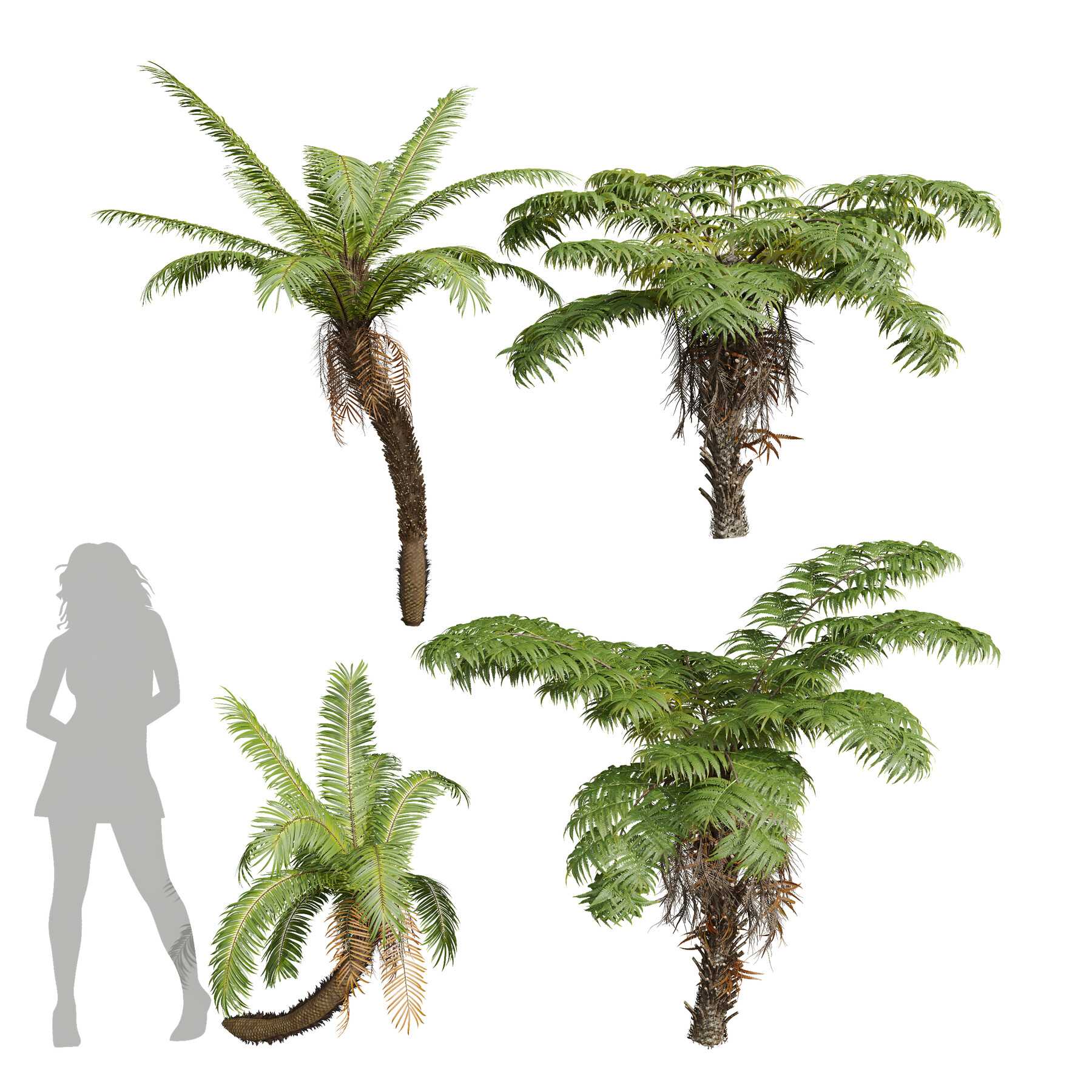 ArtStation - New Plant Alsophila Spinulosa Fern Brainea Insignis ...