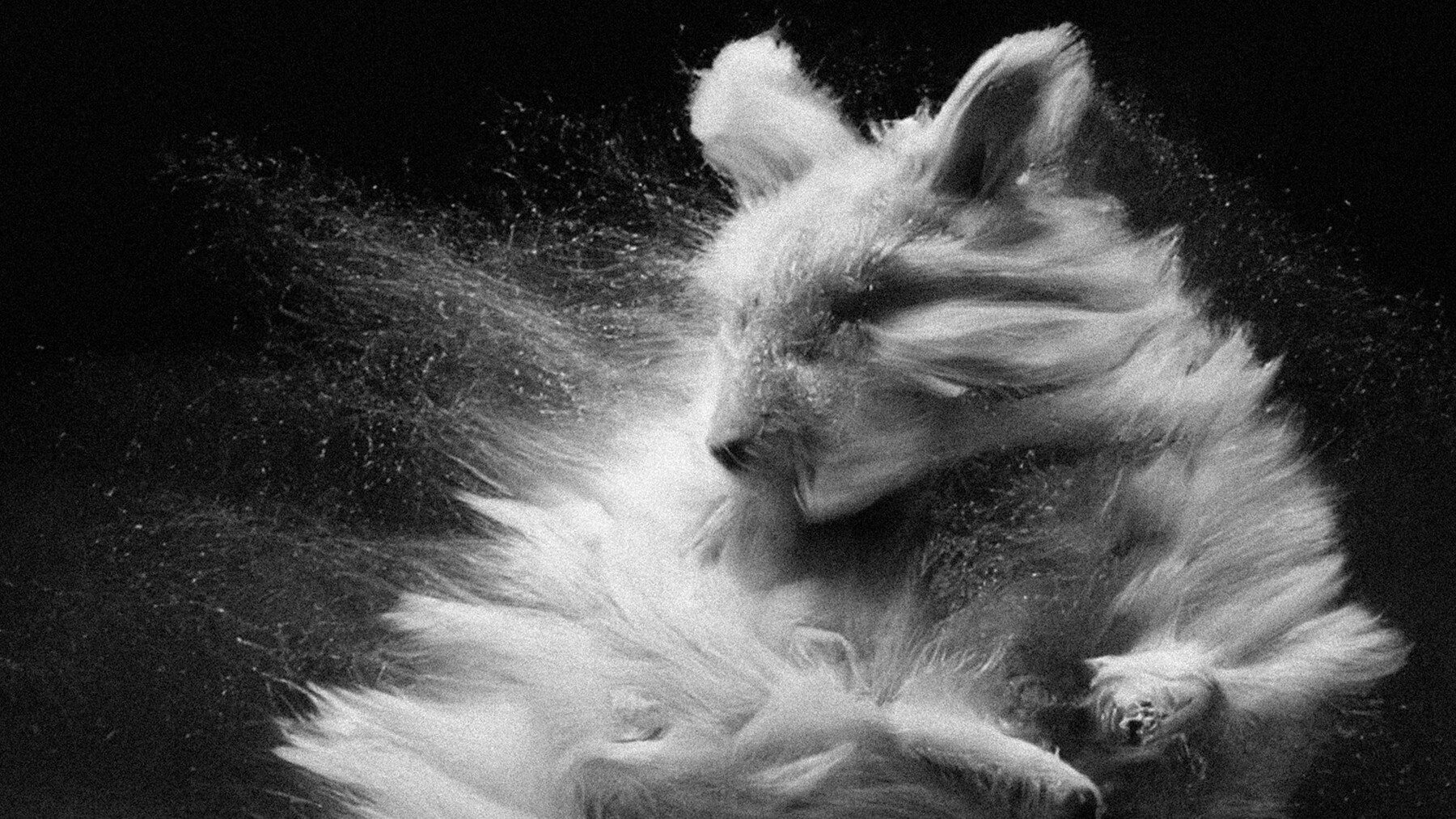 ArtStation - Fur: Types of Body Movements | Artworks