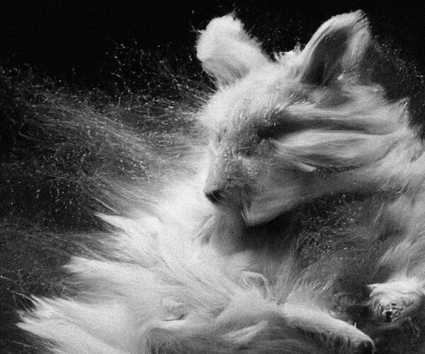 ArtStation - Fur: Types of Body Movements | Artworks